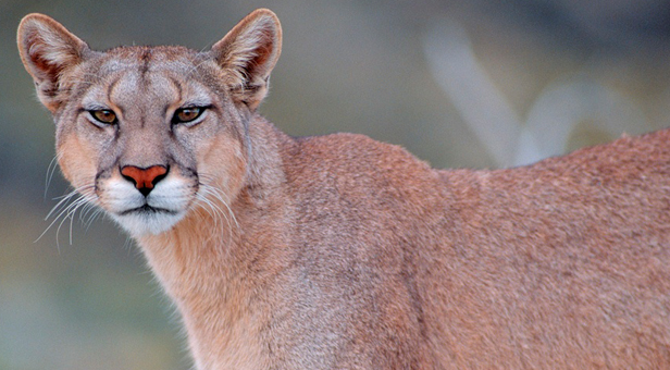 From the Andes to the Allen - Dorset View
