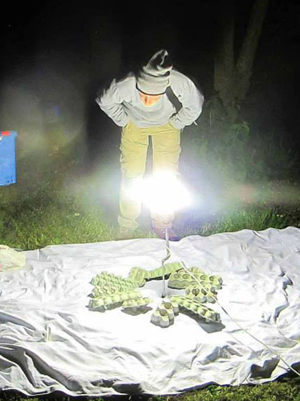 Stanpit Marsh bioblitz discovers 400 species - Dorset View