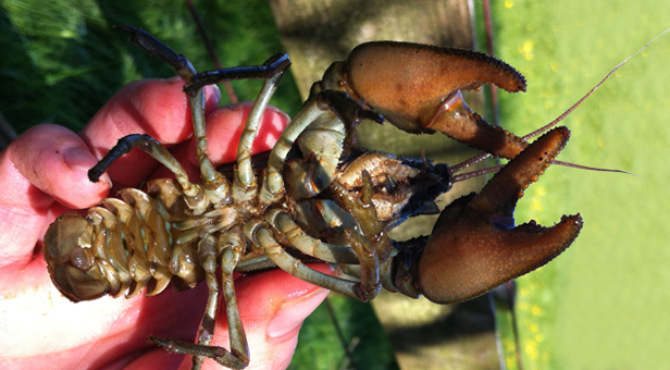 Conservation groups join forces to save Dorset's native crayfish ...