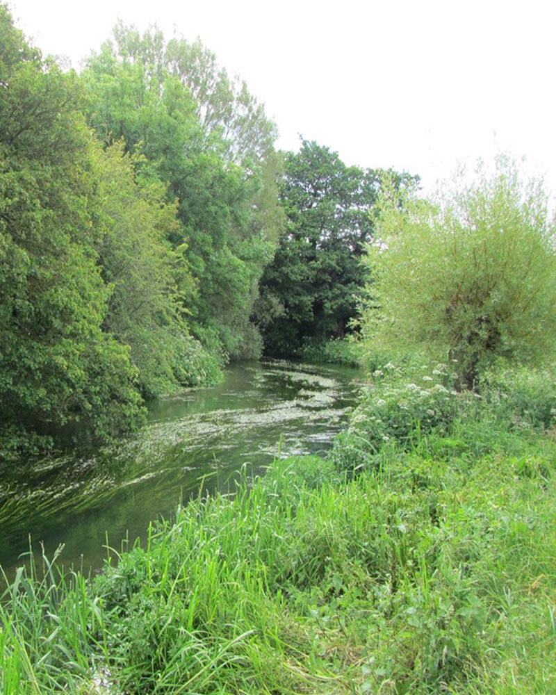 Saving the fish of the Frome - Dorset View