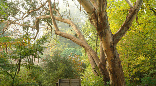 Rare trees celebrated at Knoll Gardens - Dorset View