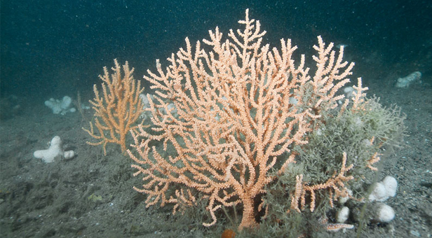 First wave of marine protection is welcomed in Dorset - Dorset View