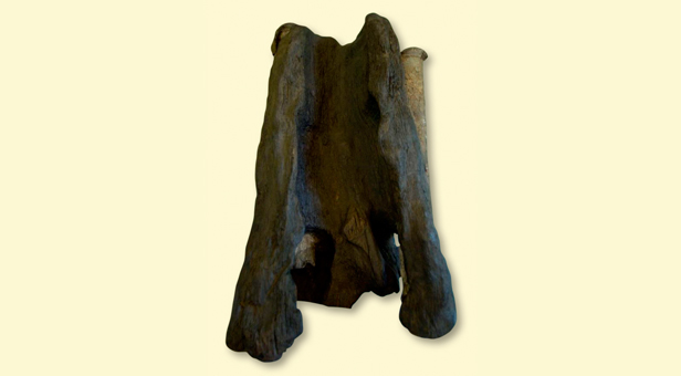 Roman-inspired sponsored walk for Priest’s House Museum - Dorset View