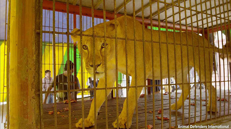 Animal Defenders International massive lion airlift