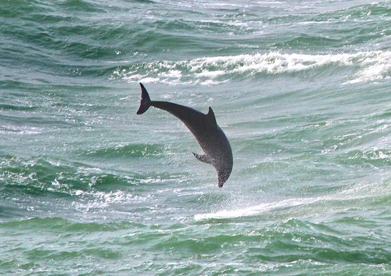 Dolphin named 'stumpy' is part of South West population