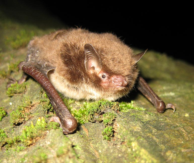 Bats swoop into Wildlife Friendly Garden awards ceremony