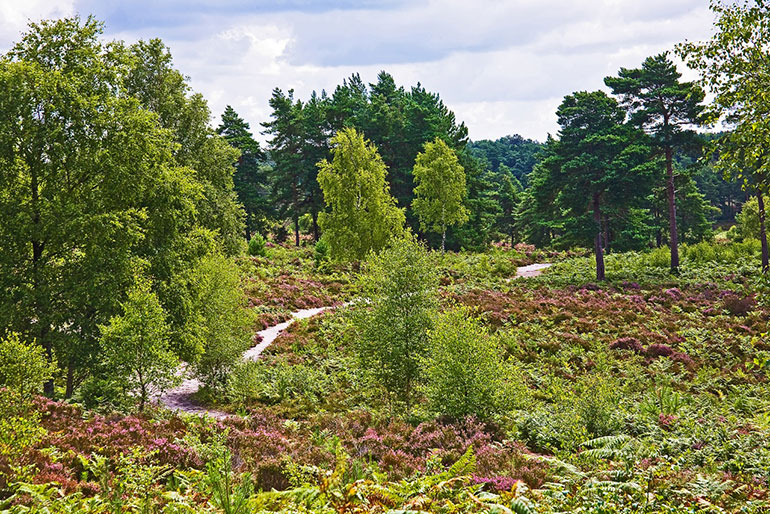 Avon Heath Country Park wins prestigious Green Flag award