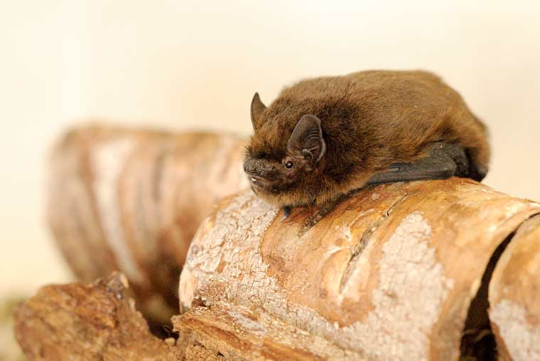 Baskets and bats at Knoll Gardens, Wimborne