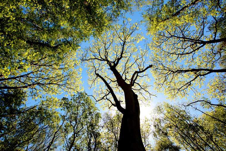 Conference celebrates the ash tree in Dorset and Wiltshire