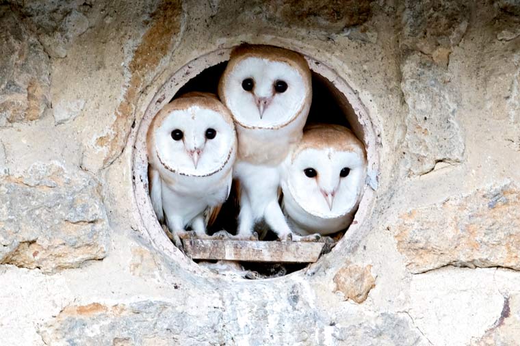 £20K needed to help ensure survival of two barn owls - Dorset View