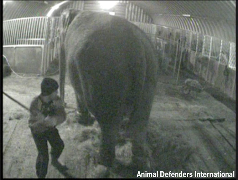 UK Government to ban wild animal circuses by 2020