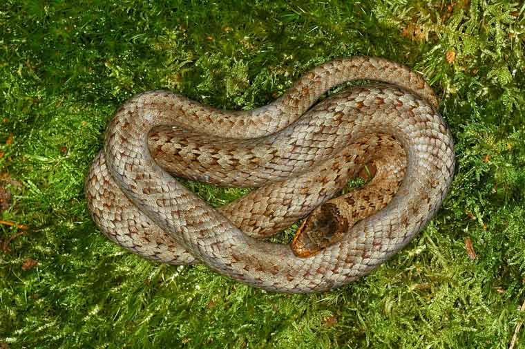 Most westerly record of the rare smooth snake in Dorset - Dorset View