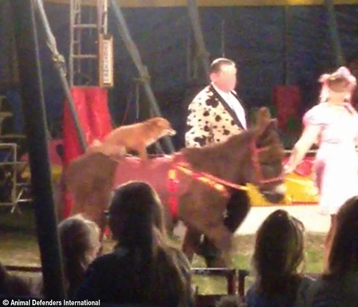 Circus animal ban in Wales paves way for more change - Dorset View