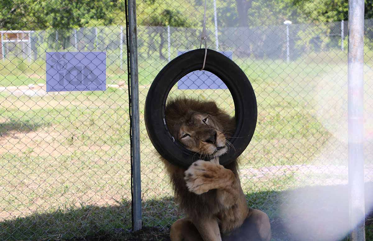 Rescued circus lions take their first steps on grass - Dorset View