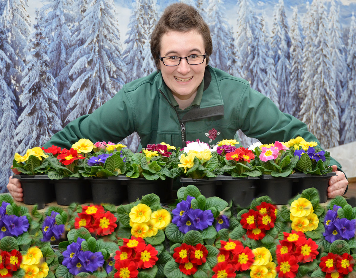 Primrose Festival in Dorset will celebrate pretty tough plant