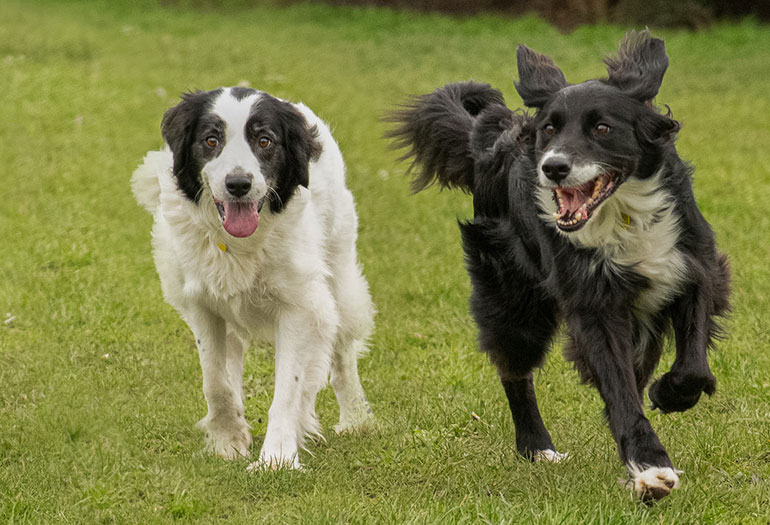 Dorset animal charity Waggy Tails keeps lifeline open