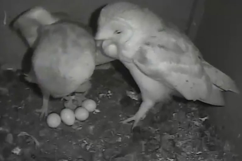 DWT webcam captures hatching of Mr and Mrs B's first owlet