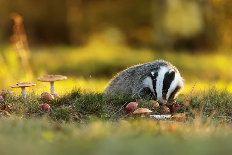 Spot local wildlife this autumn for the Living with Mammals survey