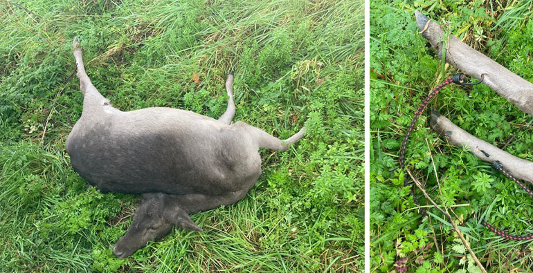 Gangs involved in coursing are targeting farms in Dorset