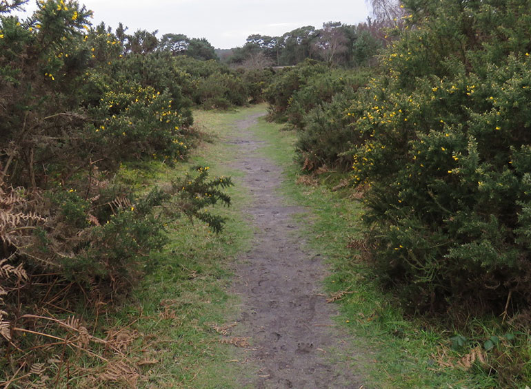 Avon Heath Country Park (accessed from car park off Boundary Lane)