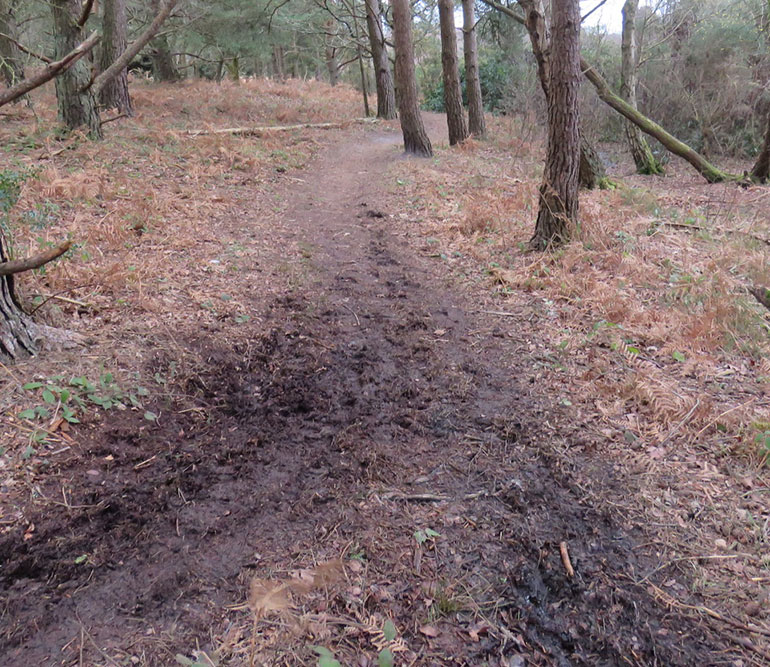Avon Heath Country Park (accessed from car park off Boundary Lane)