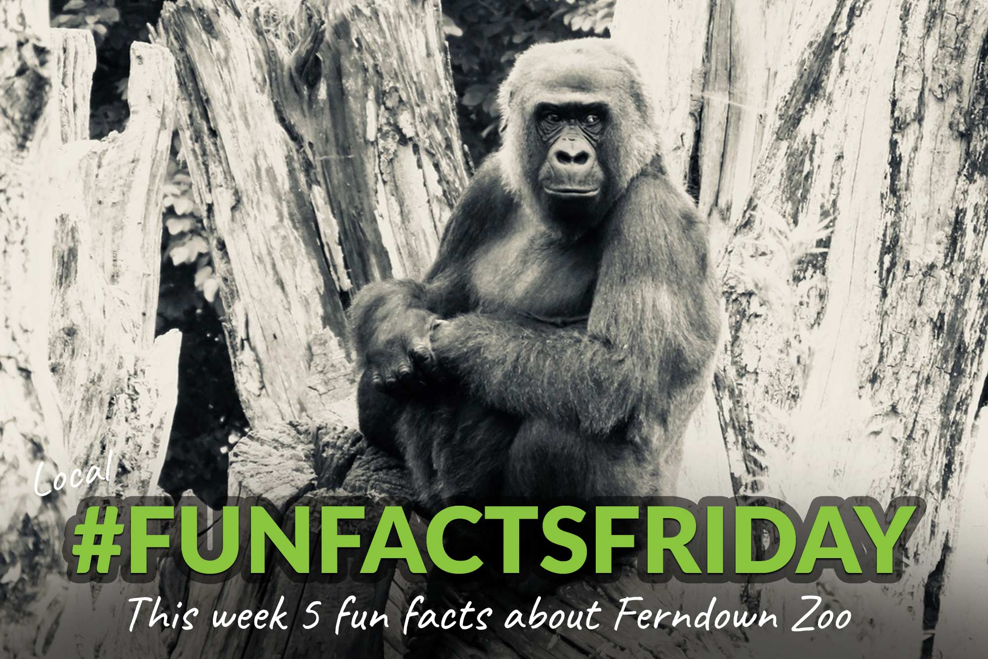 5 fun facts about Ferndown Zoo - Dorset View