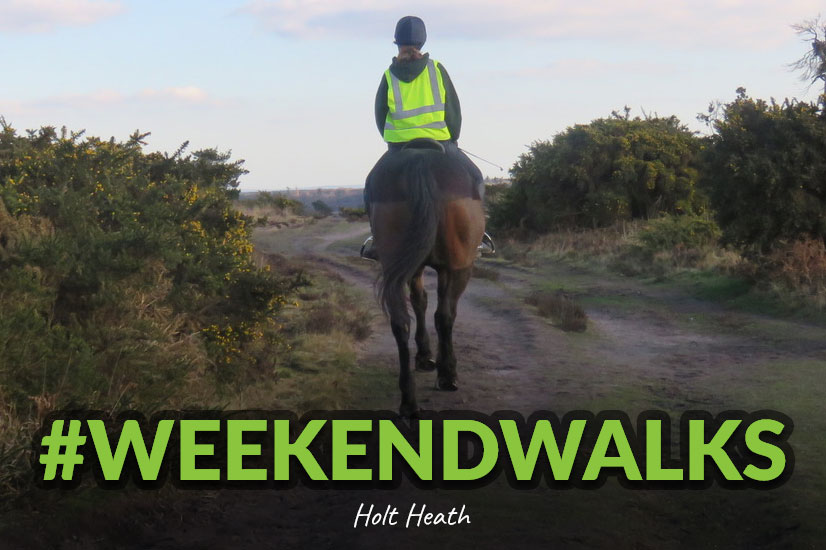 Walks in Dorset: Holt Heath National Nature Reserve