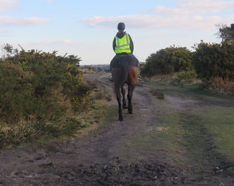 Walks in Dorset: Holt Heath National Nature Reserve