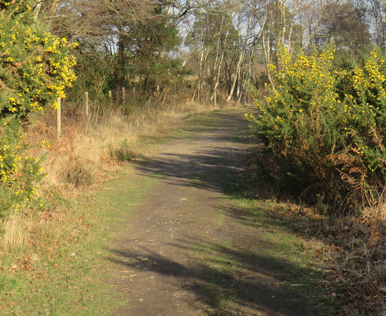 Walks in Dorset: Holt Heath National Nature Reserve