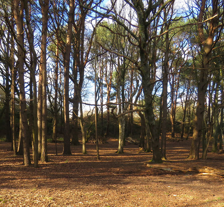 Walks in Dorset: Holt Heath National Nature Reserve