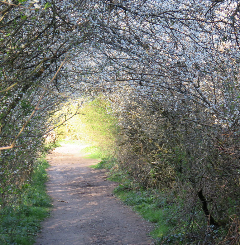 Walks in Dorset: Wimborne Eye Bridge