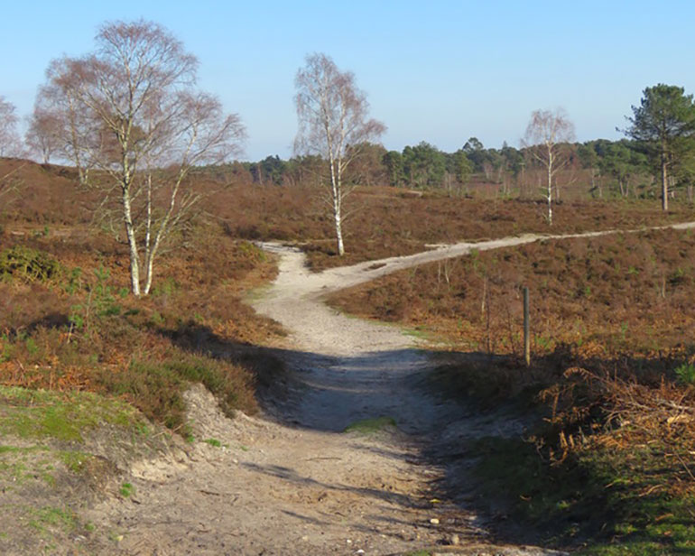 Avon Heath – from the small car park immediately off the A31