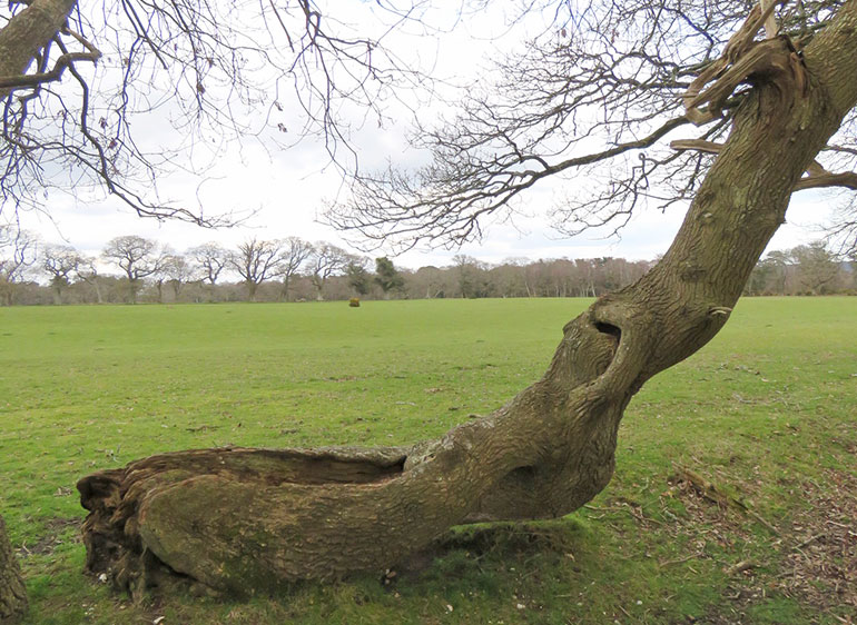 Walks in Dorset: RSPB Arne Nature Reserve (near Wareham)