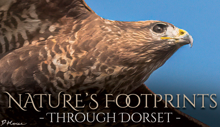 Nature’s footprints through Dorset #3: Buzzard
