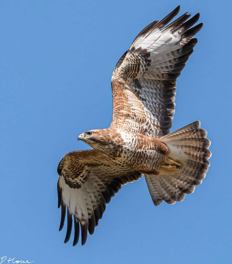 Nature’s footprints through Dorset #3: Buzzard