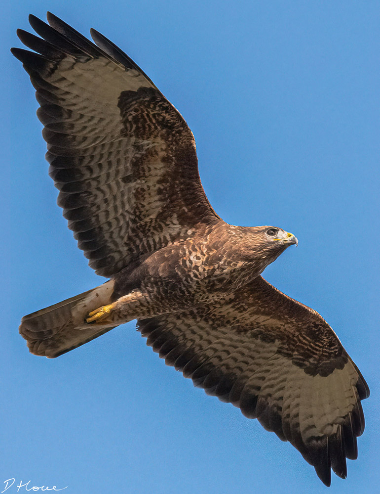 Nature’s footprints through Dorset #3: Buzzard