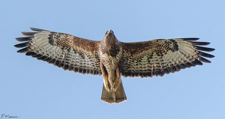 Nature’s footprints through Dorset #3: Buzzard