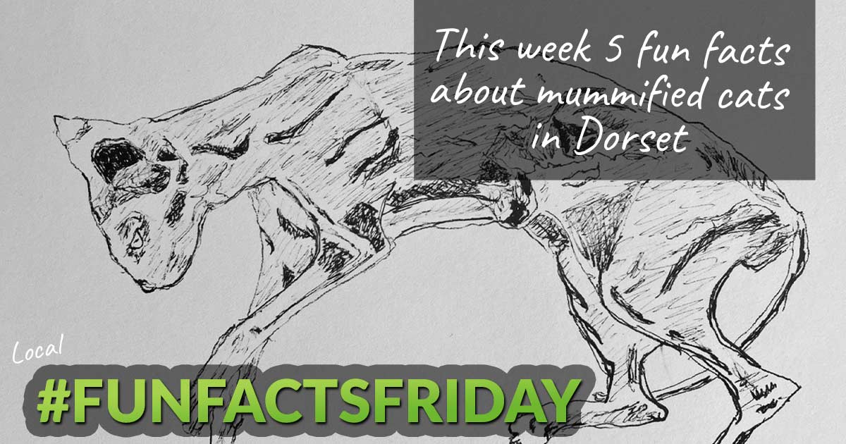 5 Fun Facts About Mummified Cats In Dorset Dorset View