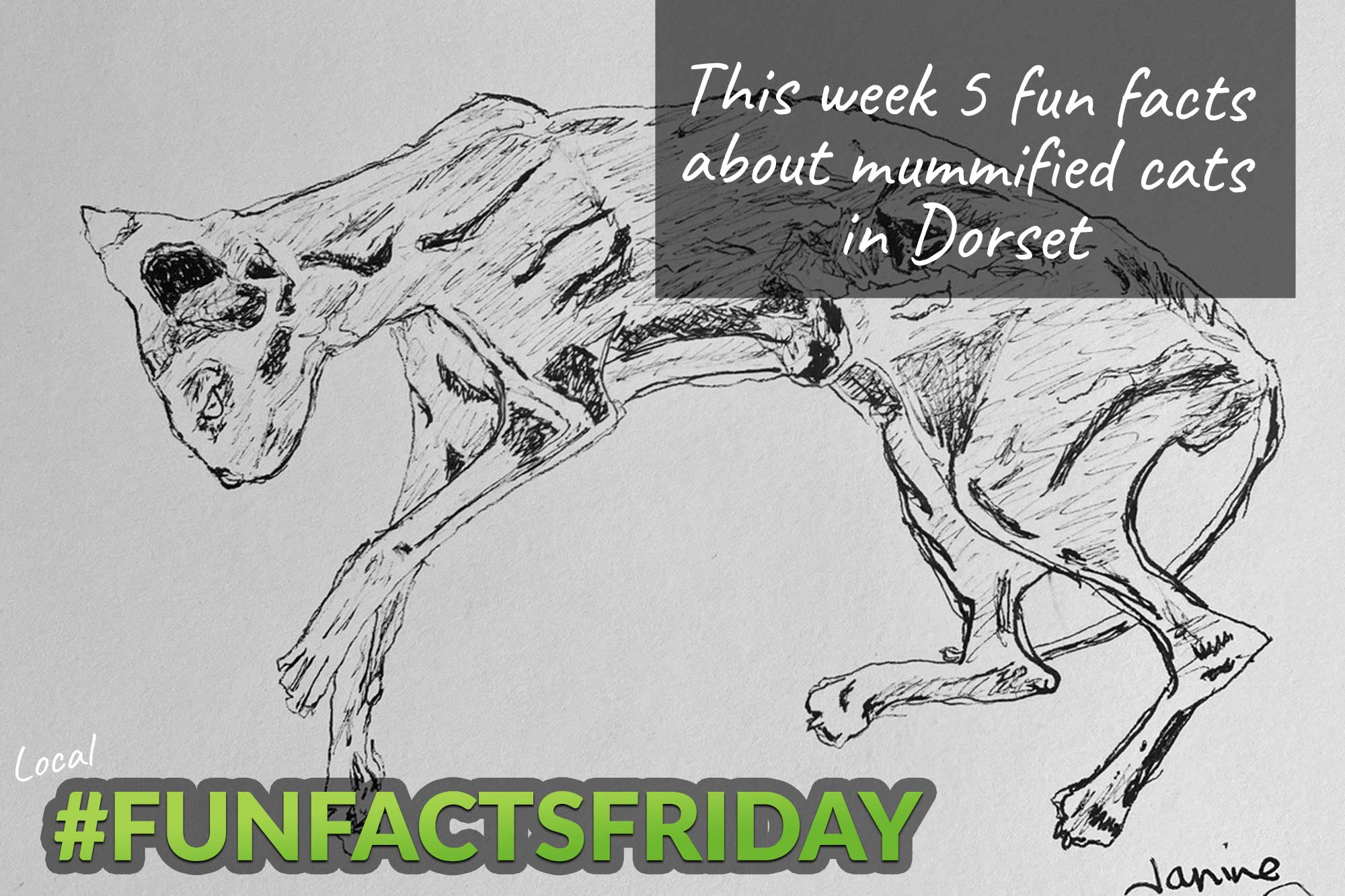 5-fun-facts-about-mummified-cats-in-dorset-dorset-view
