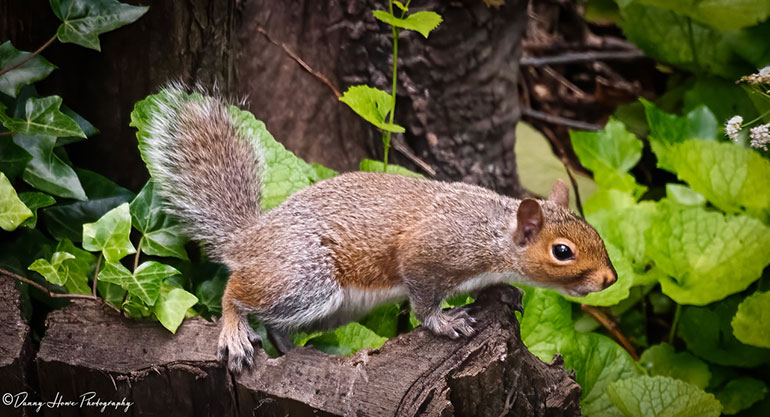 Nature's footprints through Dorset #5: Squirrels