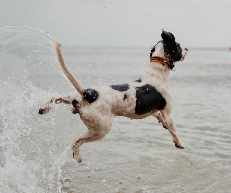 Su-paw-star doggy paddle boarders crowned on Poole beach
