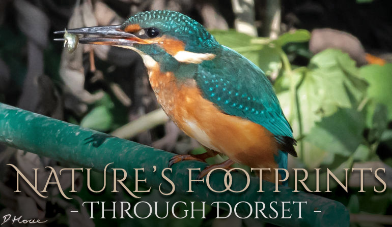 Nature’s Footprints Through Dorset #7: Unmistakable kingfishers