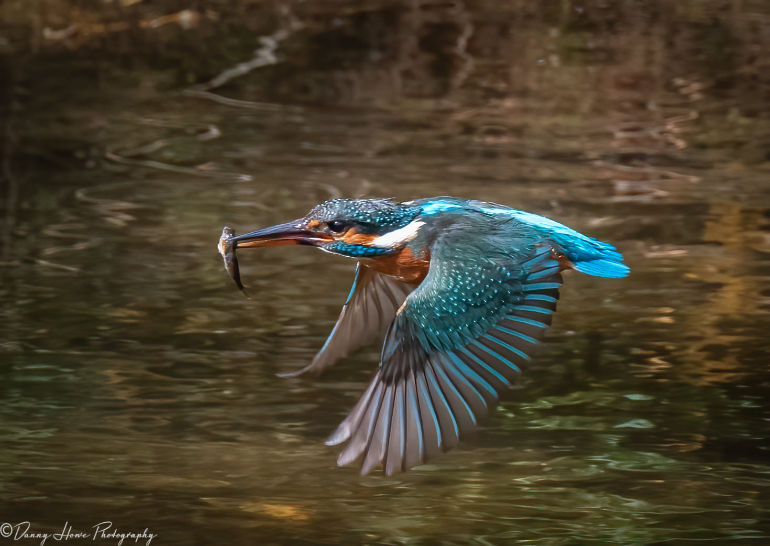 Nature’s Footprints Through Dorset #7: Unmistakable kingfishers