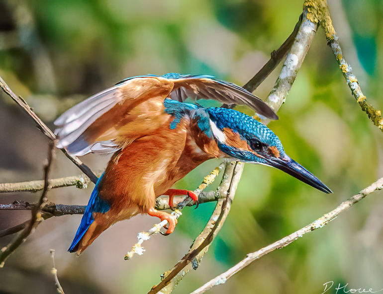 Nature’s Footprints Through Dorset #7: Unmistakable kingfishers