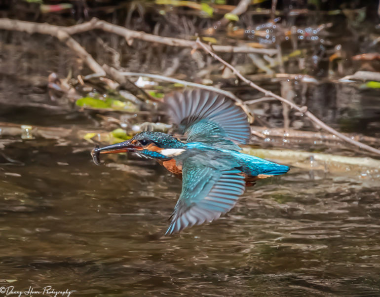 Nature’s Footprints Through Dorset #7: Unmistakable kingfishers