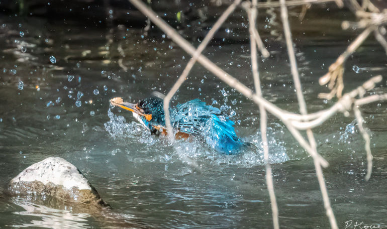 Nature’s Footprints Through Dorset #7: Unmistakable kingfishers