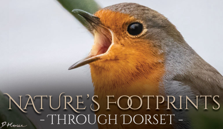 Nature’s Footprints Through Dorset #9: European robin