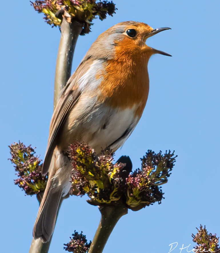 Nature’s Footprints Through Dorset #9: European robin