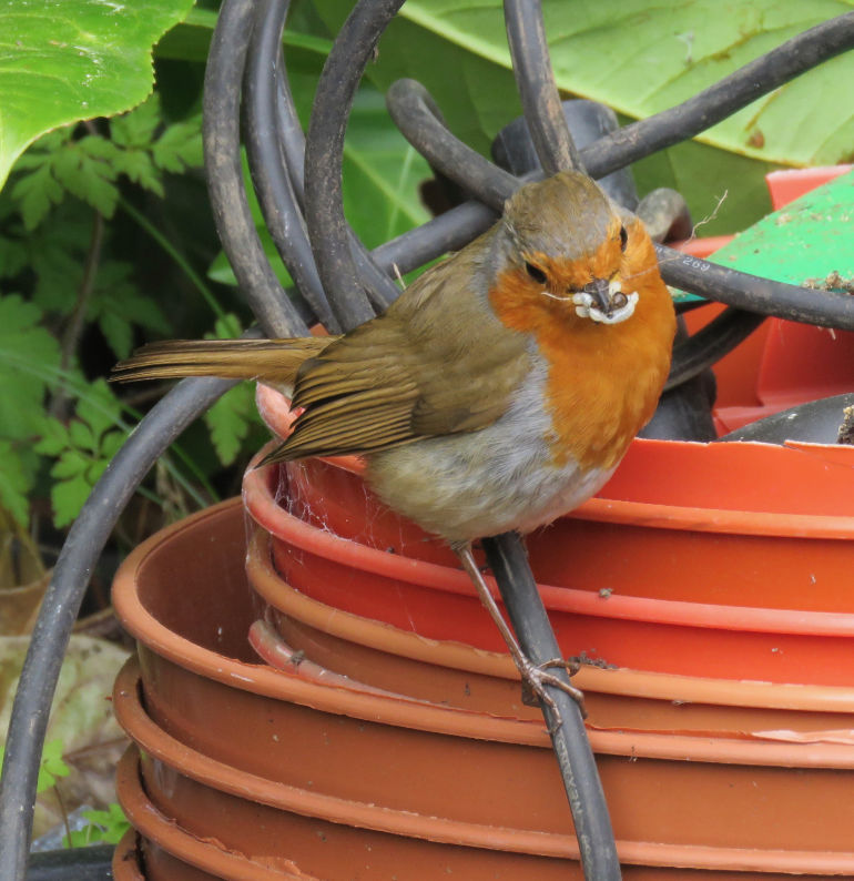 Nature’s Footprints Through Dorset #9: European robin