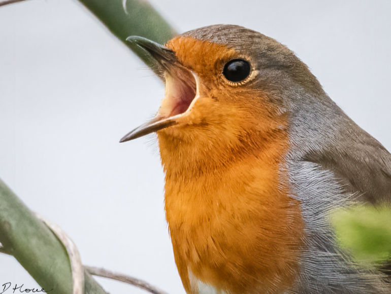 Nature’s Footprints Through Dorset #9: European robin